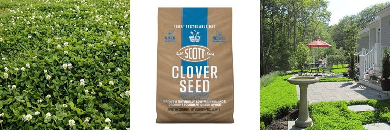 Top 5 Clover Ground Covers: A Gardener's Choice & Review