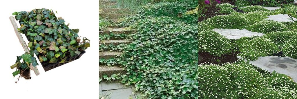 Top 5 Ivy Varieties For Ground Cover: A Gardener's Guide