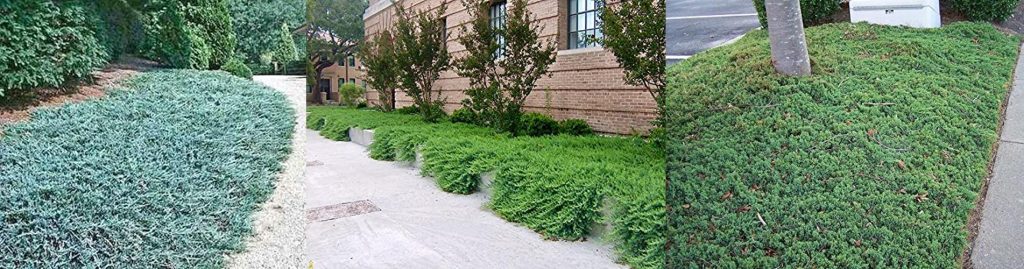 Top 5 Juniper Ground Cover Varieties: A Gardeners' Review