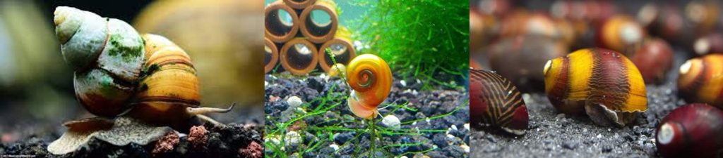 - Top 5 Algae Eating Snails: Your Aquarium's Best Helpers