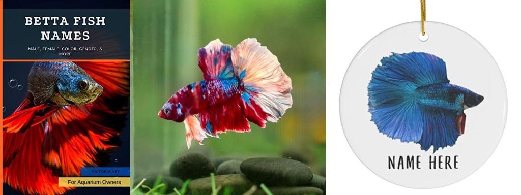 Top 5 Male Betta Fish Names: Your Perfect Guide